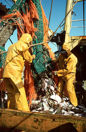 No chance for Baltic cod - WWF | WWF