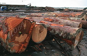 World Bank/WWF Alliance to Field-test a Tool for Assessment of Forest ...