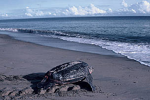 Community to save leatherback turtles | WWF