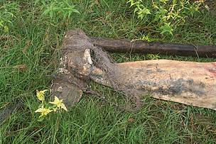 Dead dolphin discovered floating at a small tributary of the Mekong | WWF