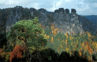 Vienna Layers Of The Forest