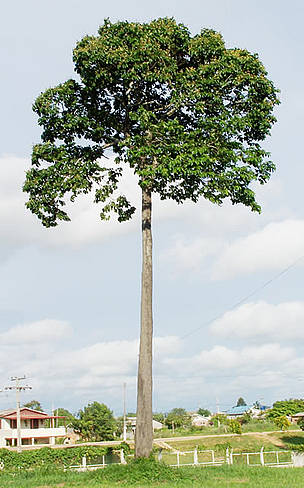 Harvesting nuts, improving lives in Brazil | WWF