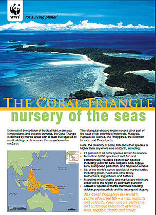 The Coral Triangle - Nursery of the Seas | WWF