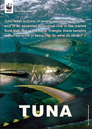 Coral Triangle Tuna Brochure | WWF