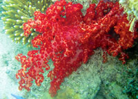 New species found in Fiji's Great Sea Reef, WWF survey reveals | WWF