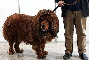 China's million-dollar dog | WWF