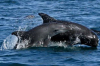 Whale and dolphin hotspot identified in The Philippines | WWF