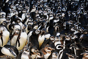 Climate Witness: Alex Bocage de Almeida, Brazil | WWF