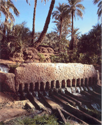 Cultivo de frutas en el Sahara al estilo "foggara" | WWF