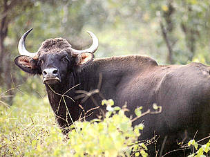 37 gaurs in Parsa Wildlife Reserve | WWF