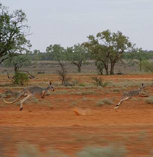 Australia neglecting protection of wildlife habitat | WWF