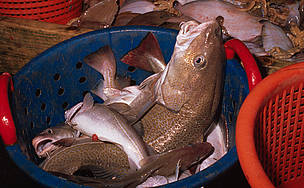 Nations commit to rebuilding Grand Banks cod fishery | WWF