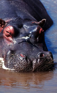 World’s biggest hippo population decimated | WWF
