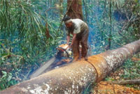 Survey: European countries care less about illegal logging issues | WWF