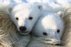 Children to learn how to help save polar bears | WWF