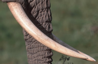 Illegal ivory seized in Taiwan | WWF