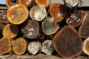 New Focus for WWF - West Africa Forest Programme Office (WAFPO) | WWF