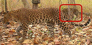 Spotted and snapped: first photos of leopard with young in Cambodia | WWF