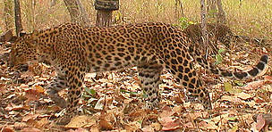 Spotted and snapped: first photos of leopard with young in Cambodia | WWF