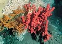 Sea bed trawling, the greatest threat to deep-sea biodiversity | WWF
