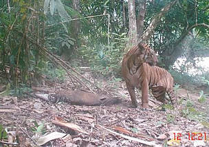 A chance encounter with a Malayan tiger | WWF