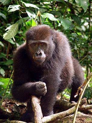 WWF's gorilla whisperer | WWF