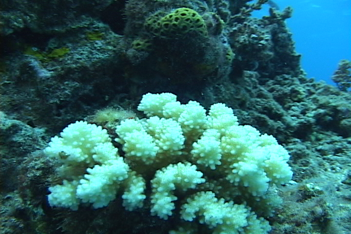 Climate Witness: Morihiro Nakata, Japan | WWF