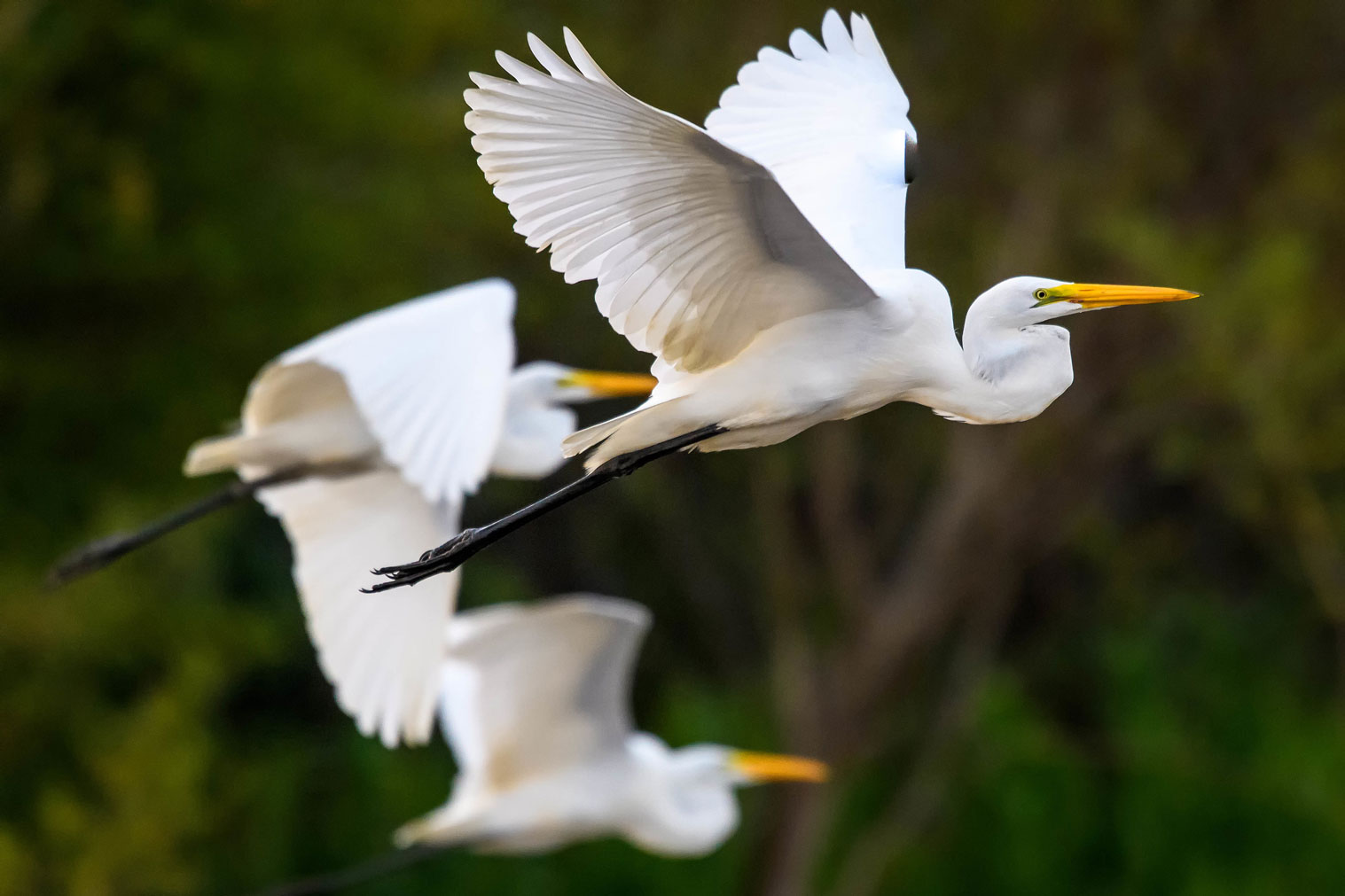 Un hito para la conservación y el desarrollo del Perú: financiamiento a ...