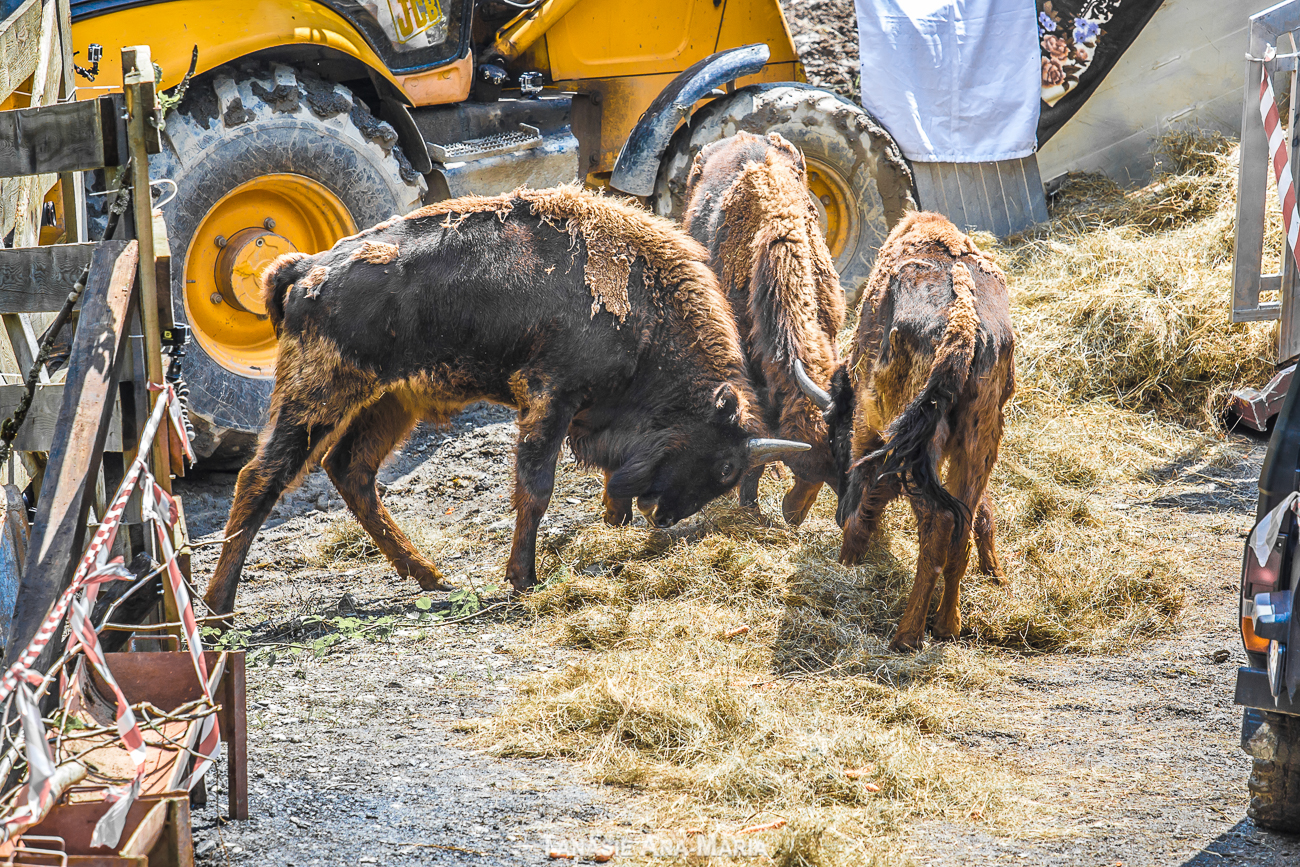 Third bison release – one step closer toward a viable population in ...