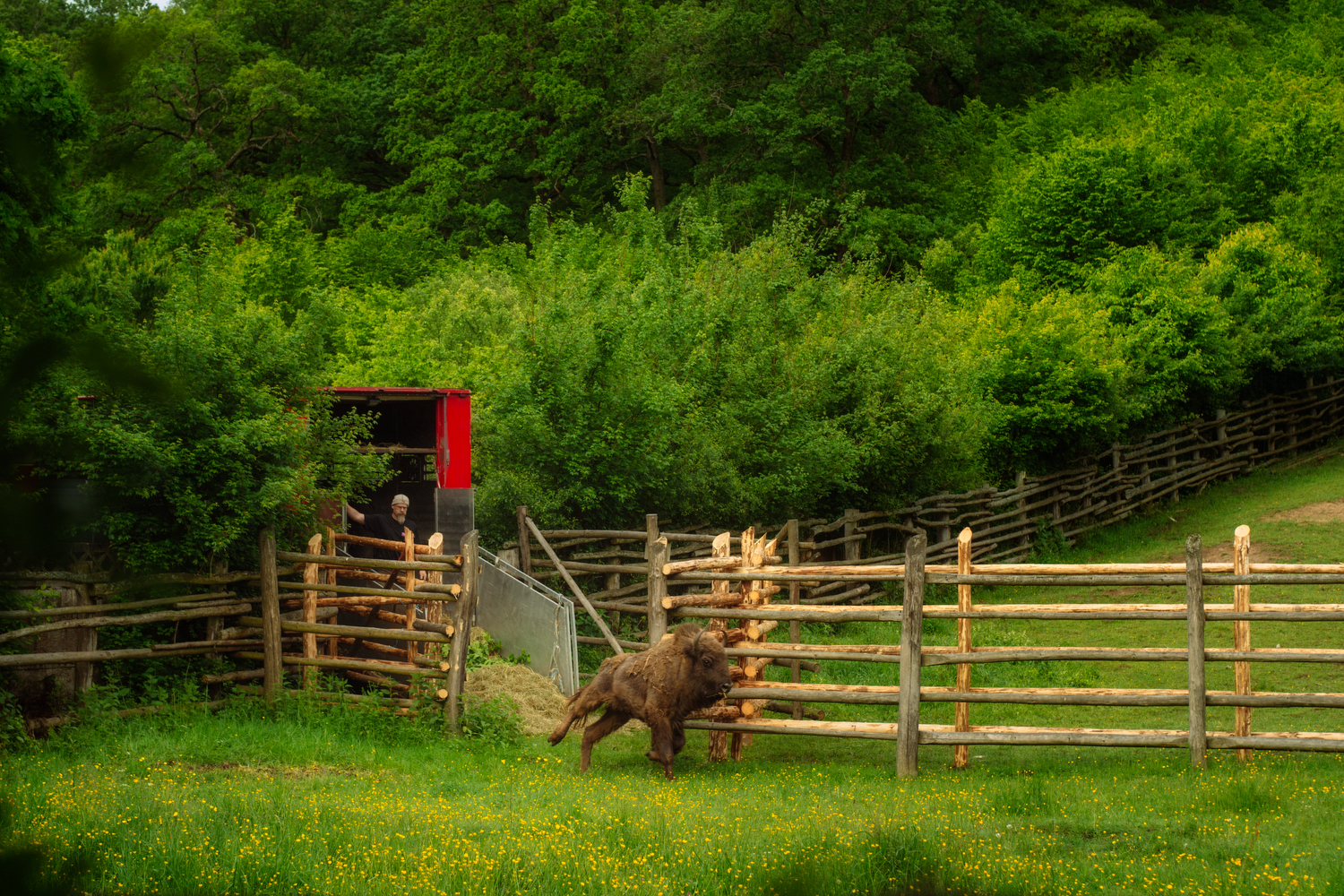 28 European bison now roaming the Tarcu Mountains in the Southern ...