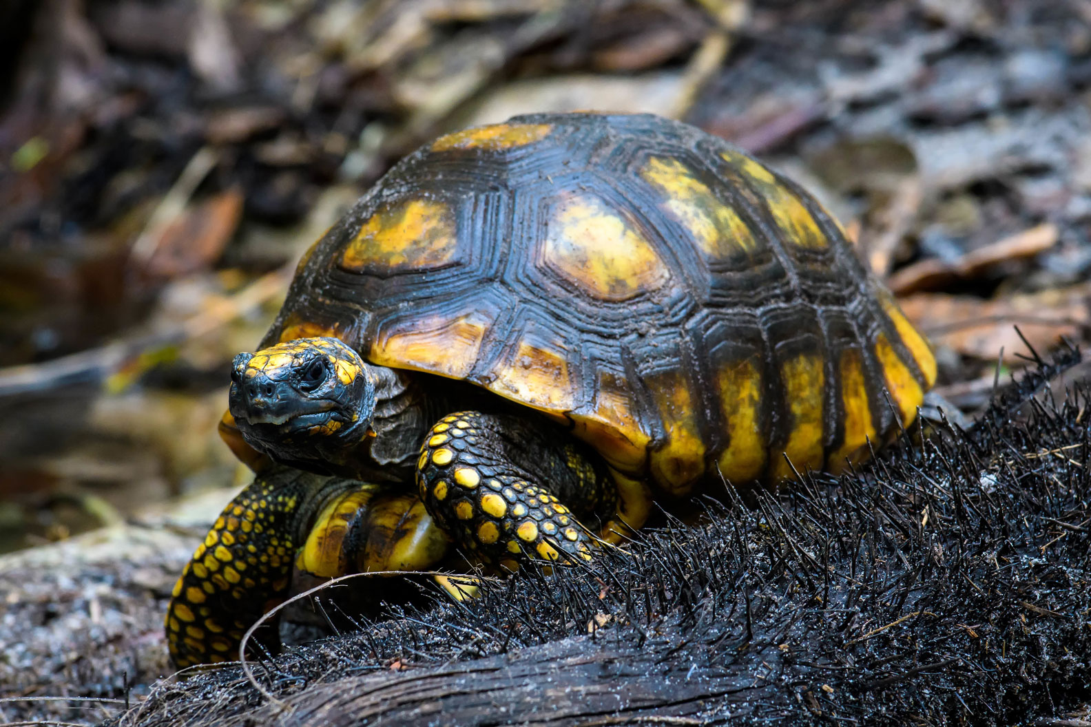 Un hito para la conservación y el desarrollo del Perú: financiamiento a ...