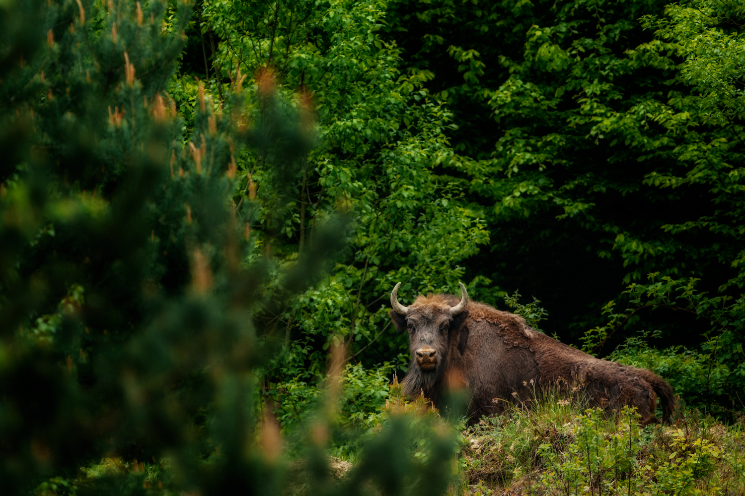 Imagini noi din Măgura Zimbrilor | WWF