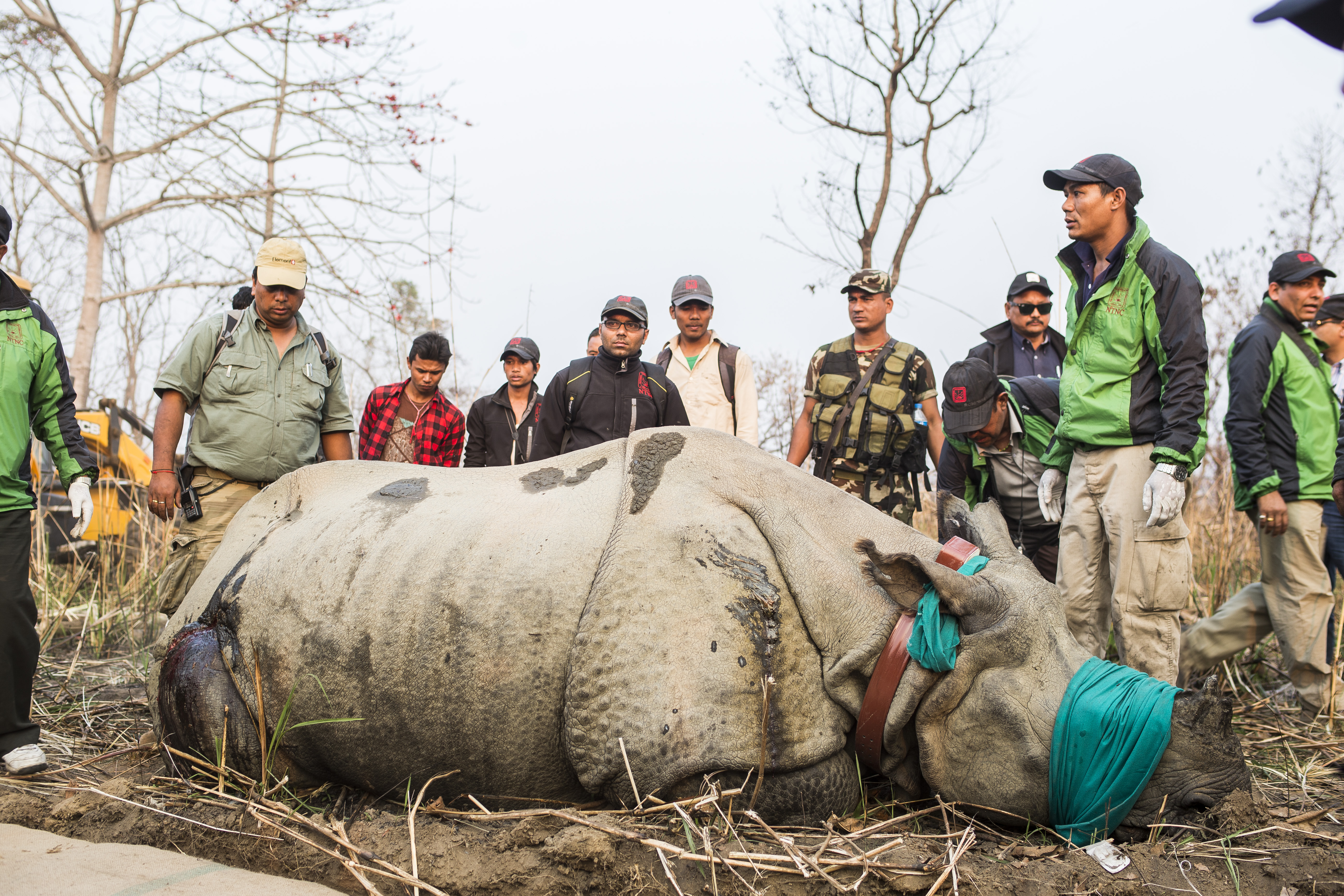 Rhino translocation off to a positive start in Nepal’s Terai | WWF