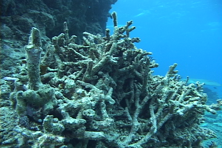 Climate Witness: Morihiro Nakata, Japan | WWF