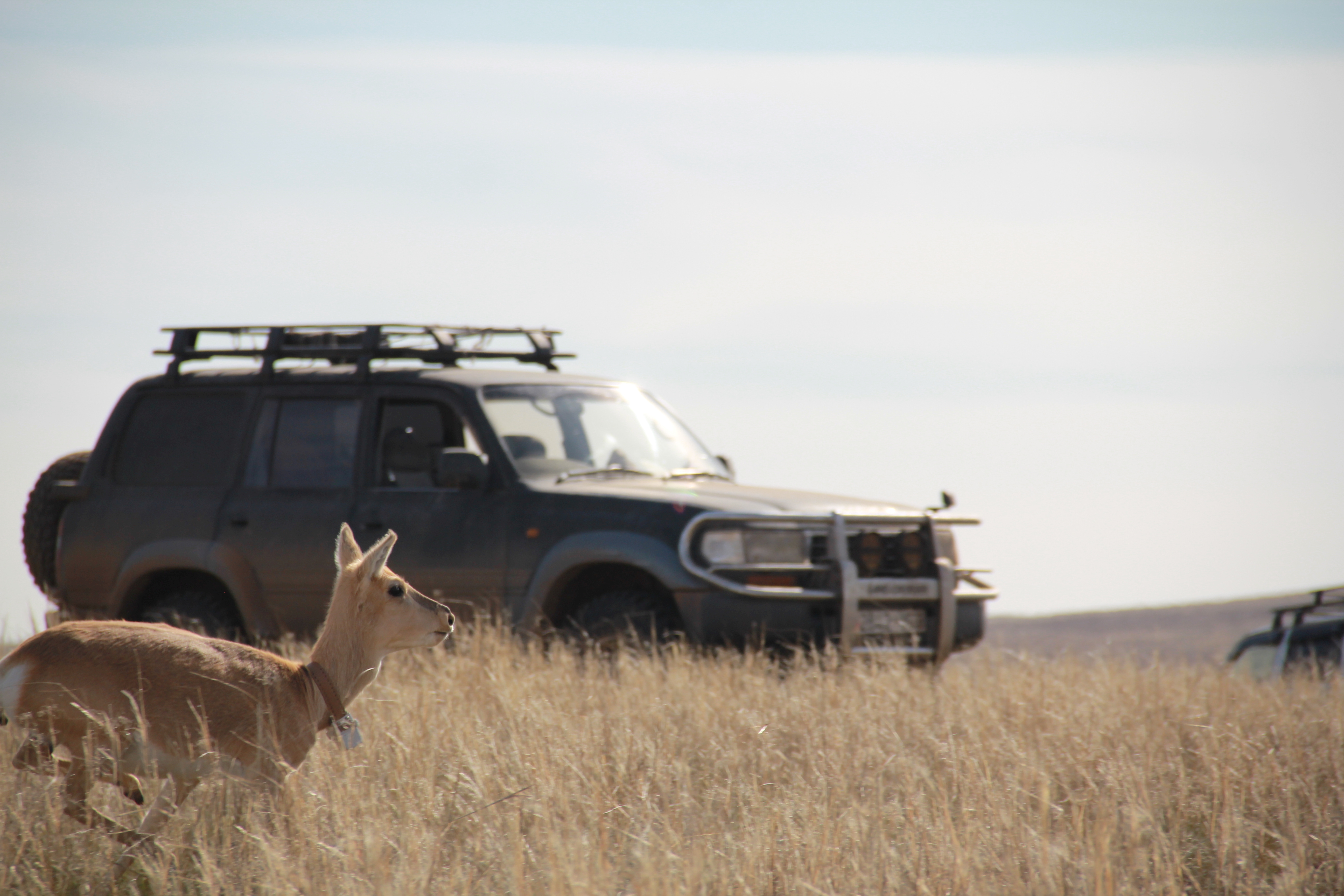 10 Mongolian gazelles were fitted with satellite tracking collars | WWF