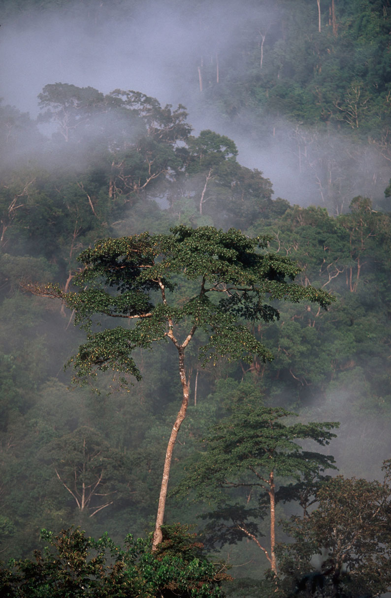 Laying the Foundation of Responsible Forestry | WWF