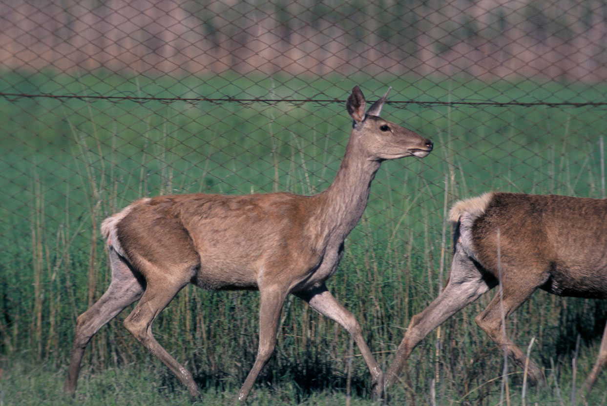 Bukhara deer reintroduced in Kazakhstan | WWF