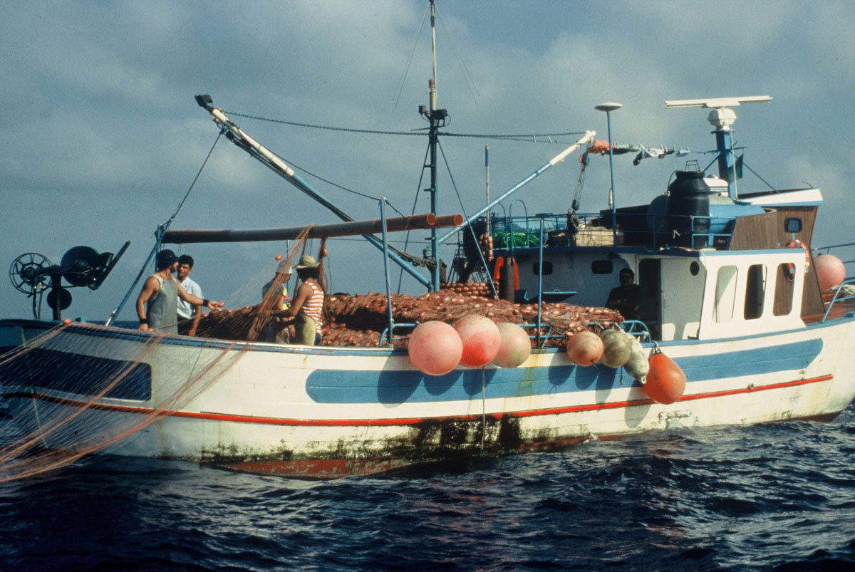 EU risks bypassing driftnet ban | WWF