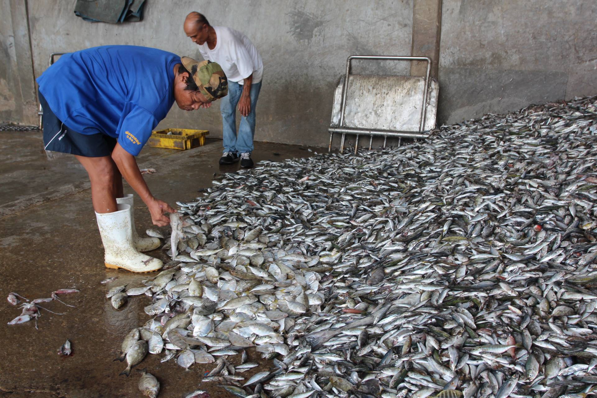 Too many fish in the Sea? Not anymore. | WWF