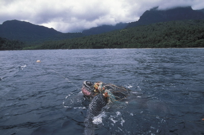 Circle hooks help save sea turtles in Ecuador | WWF