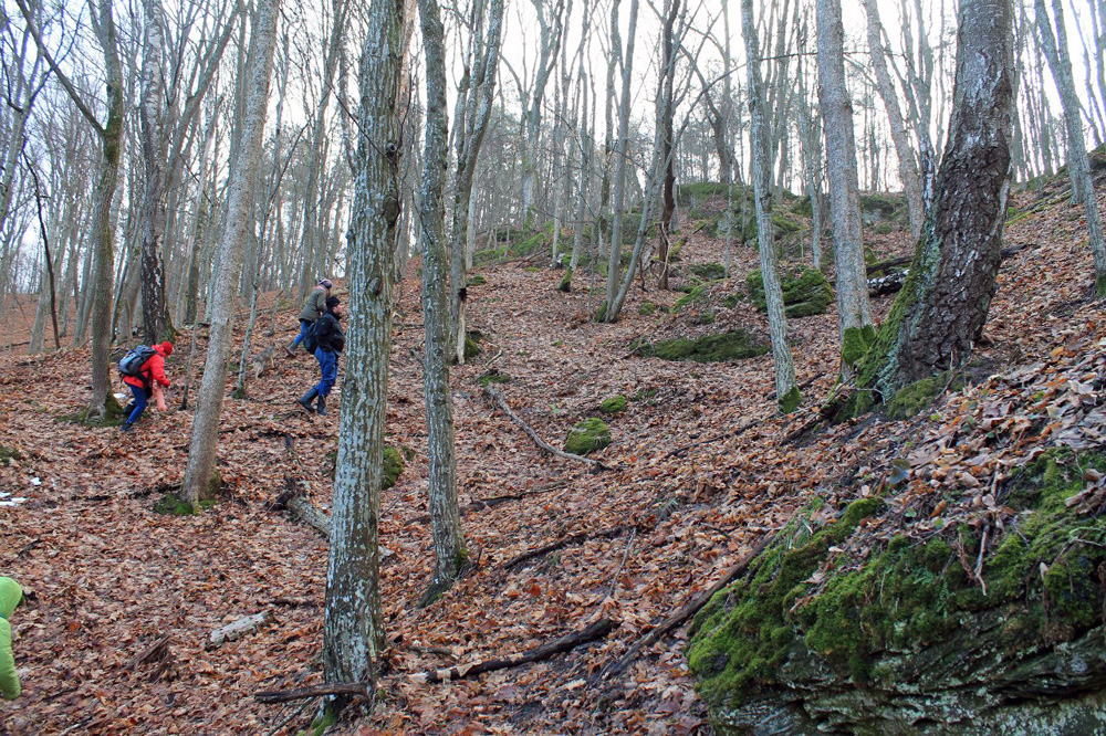 Обліки лісових звірів у Дермансько-Острозькому національному парку | WWF