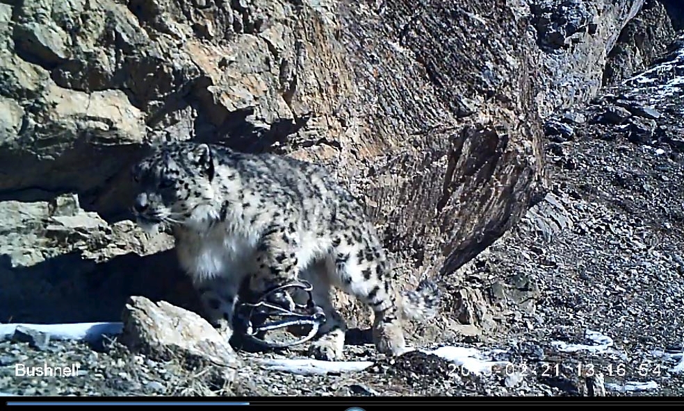 Rangers have confiscated 438 traps under a two month campaign | WWF