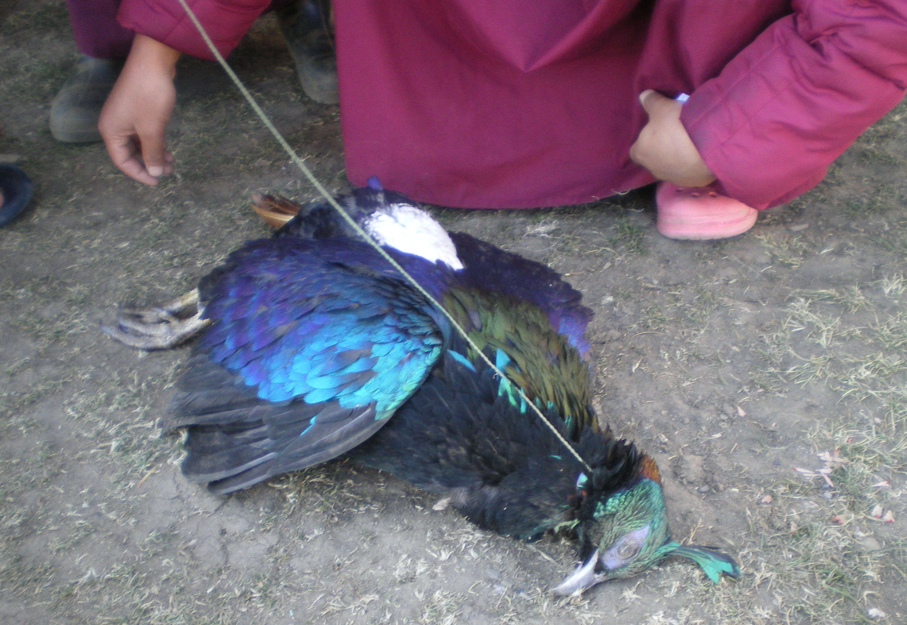 Monks witness increasing trend of bird poaching in Phajoding | WWF