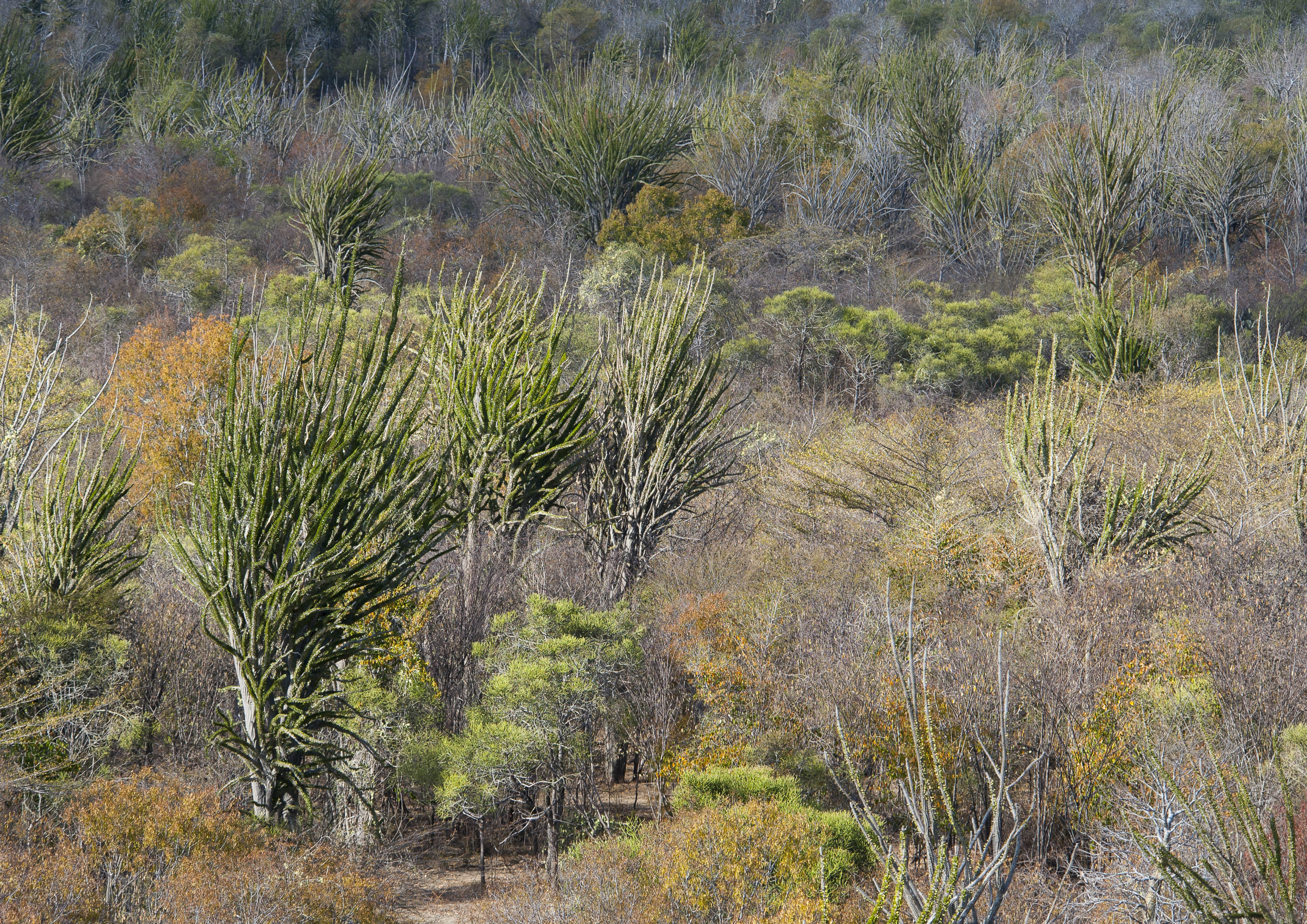 Here is what it’s like living “Life Amongst the Thorns” | WWF
