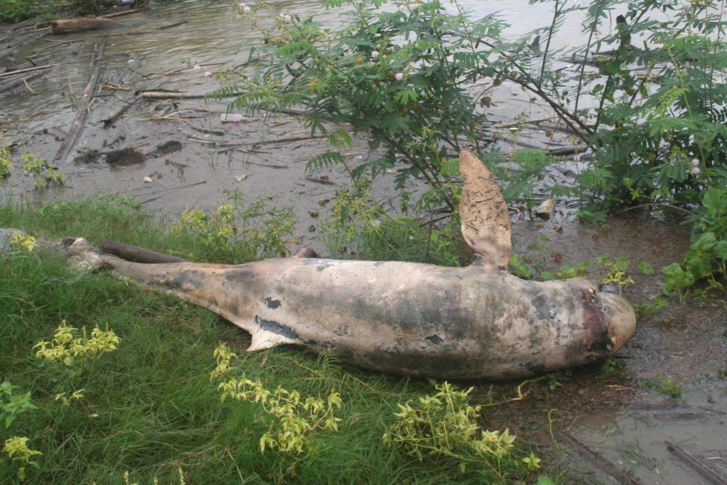 Dead dolphin discovered floating at a small tributary of the Mekong | WWF