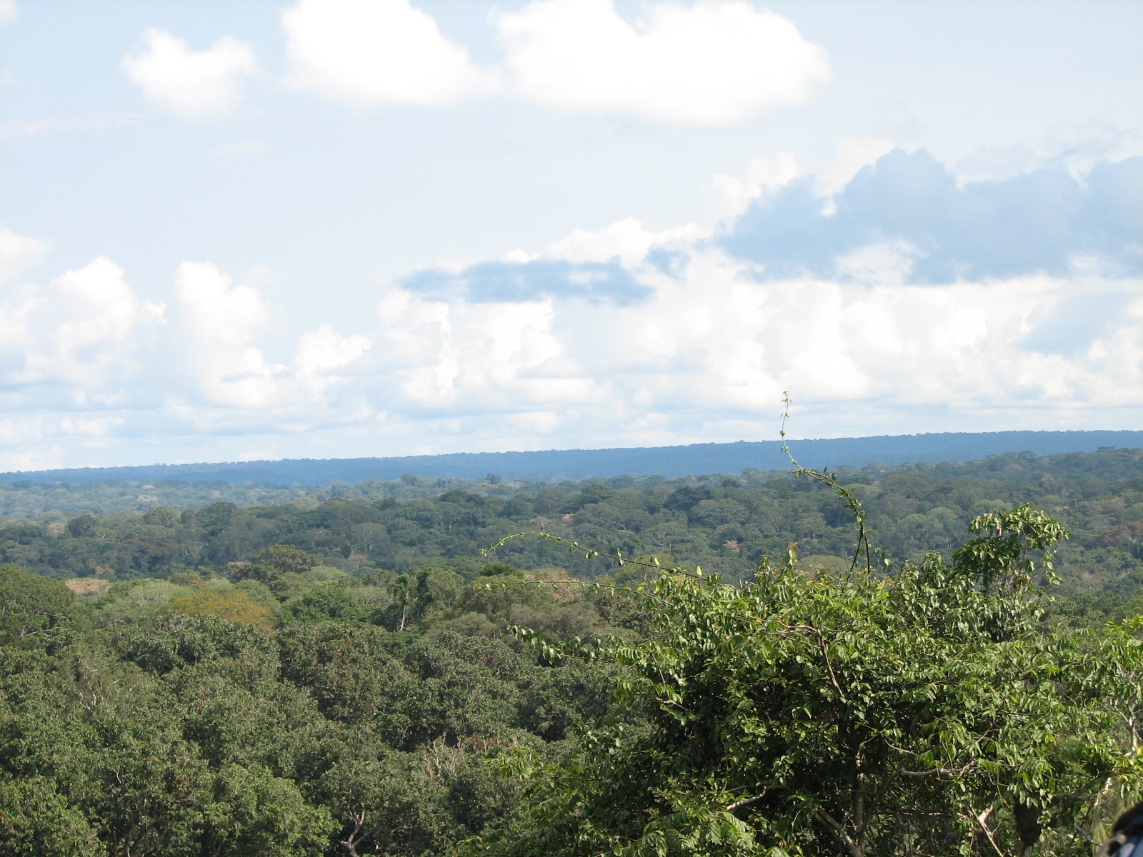 Sustainable forest management in Southeast Cameroon | WWF