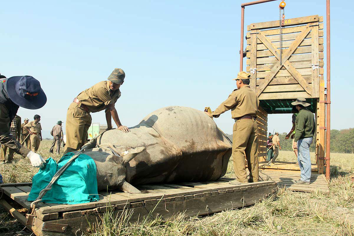 WWF facilitates successful rhino translocation in India | WWF