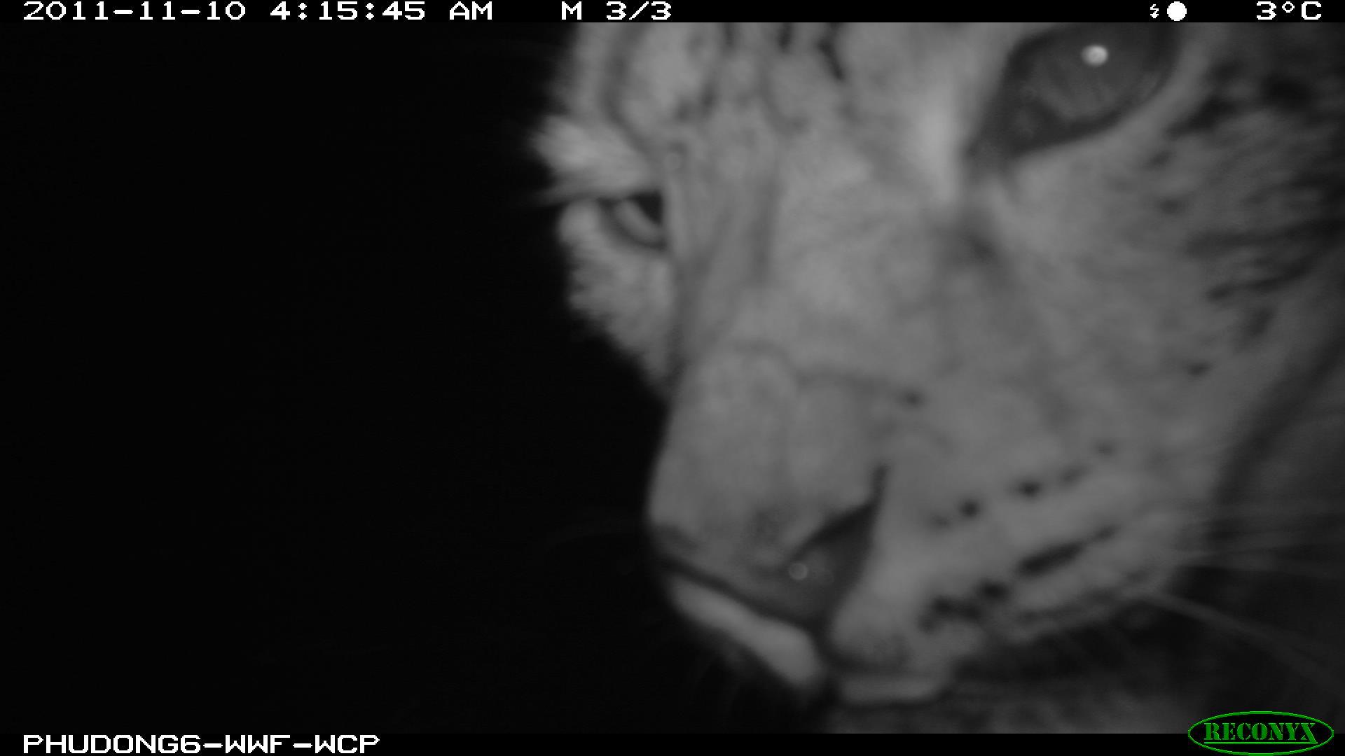 Snow Leopard Prey Survey Reveals ‘Noah’s Ark’ of Wildlife Thriving in ...