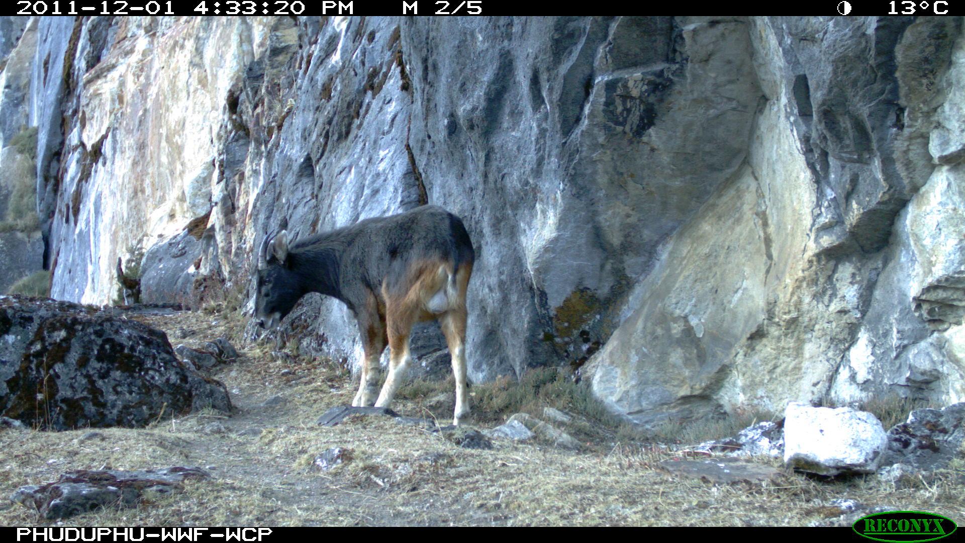 Snow Leopard Prey Survey Reveals ‘Noah’s Ark’ of Wildlife Thriving in ...