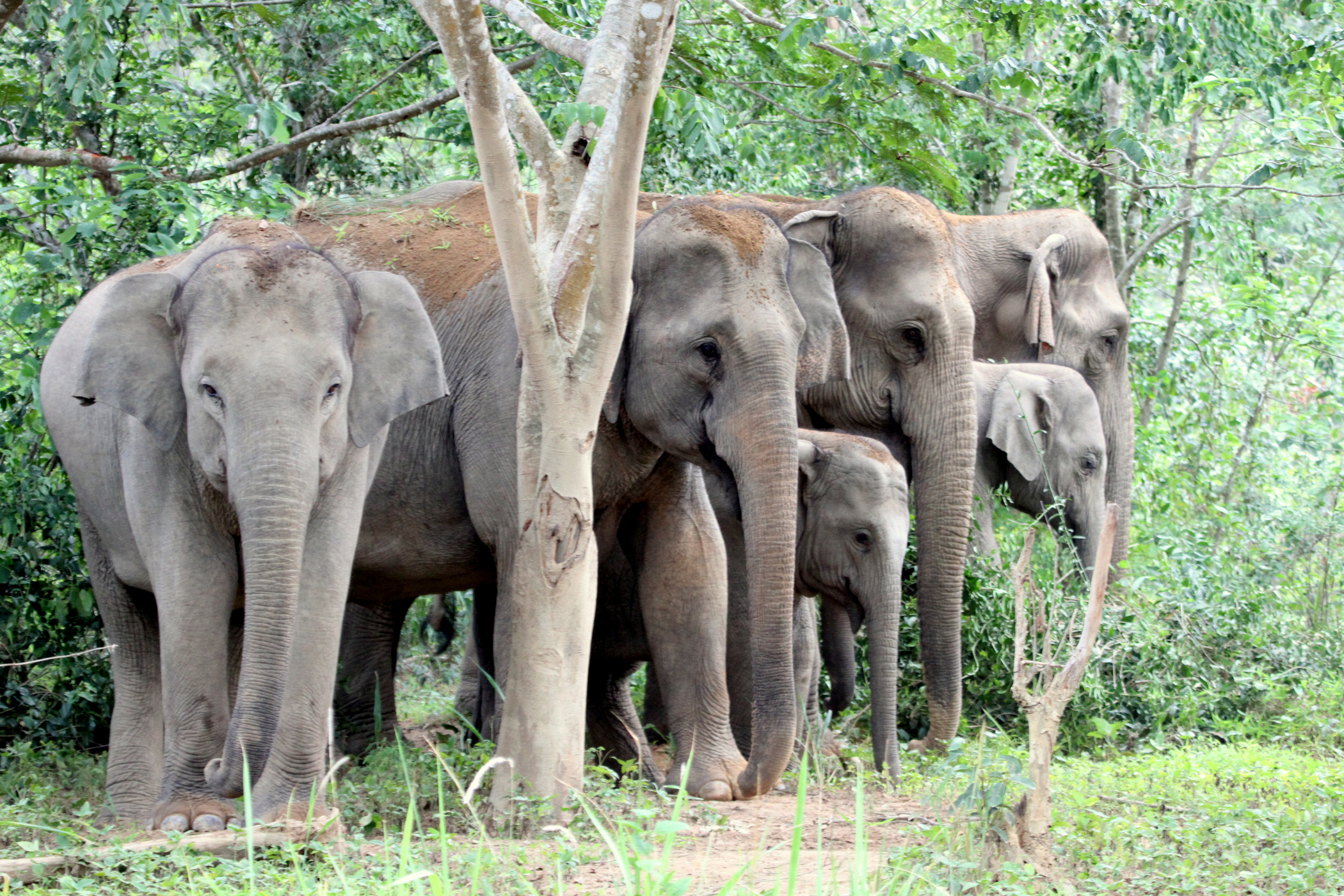 2015 to be a zero poaching year for elephants in KuiBuri National Park ...